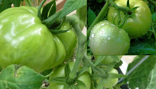 हिरवे टॉमेटो खाण्याने मसल्स होतात मजबूत | हेल्थ News in Marathi