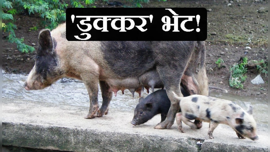 ...जेव्हा महापालिकेच्या ऑफिसमध्ये दिसली डुक्करं | महाराष्ट्र बातम्या ...