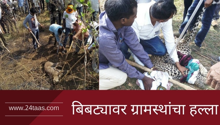 बिबट्या सिमेंट पाइपमध्ये घुसला आणि फसला | महाराष्ट्र बातम्या News in ...