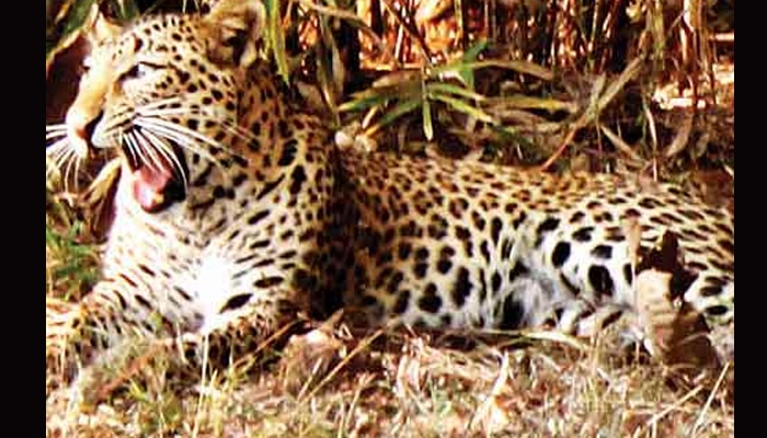 पाणी भरण्यासाठी गेलेल्या महिलेवर बिबट्याचा हल्ला | महाराष्ट्र बातम्या ...