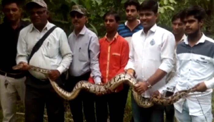शेतात आढळला तब्बल ११ फुटांचा अजगर महाराष्ट्र News In Marathi 