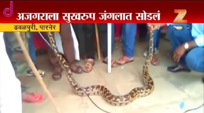 लोकवस्तीत १० फुटी अजगर | महाराष्ट्र बातम्या News in Marathi