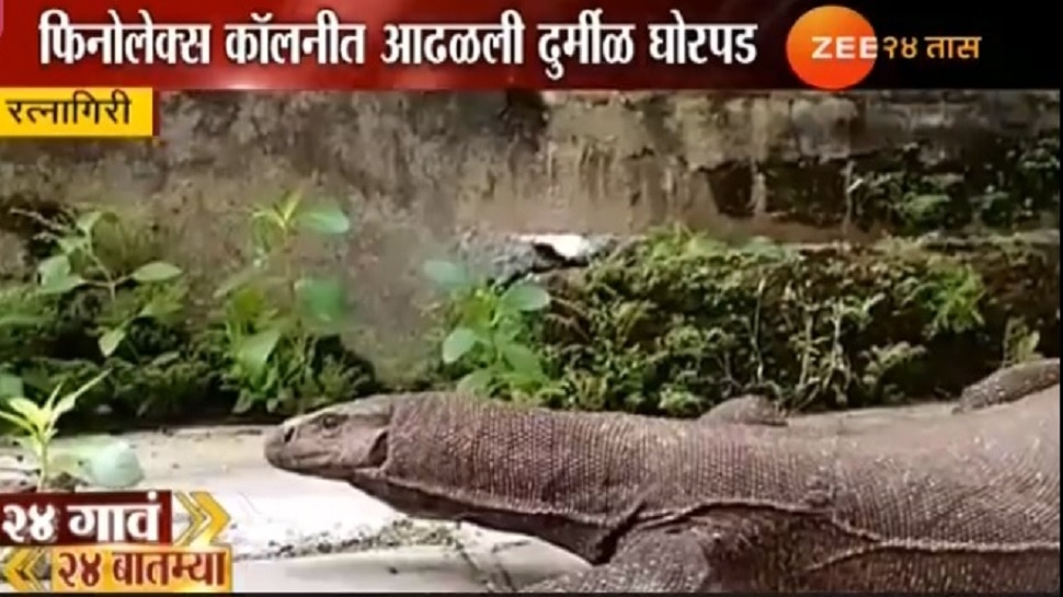 रत्नागिरीतील तरुणांनी घोरपडीला दिले जीवनदान | महाराष्ट्र बातम्या News ...