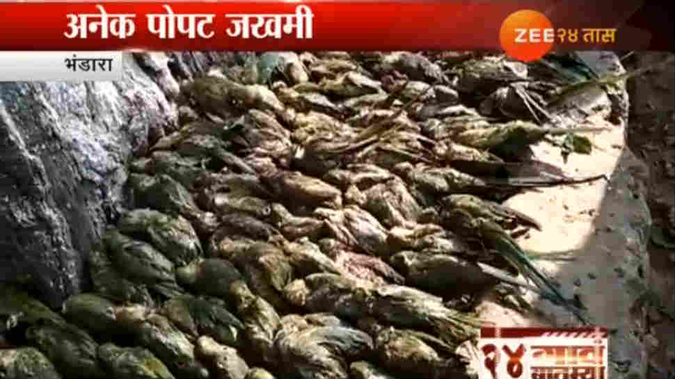गारपिटीमुळे ३०० पोपटांचा दुर्दैवी अंत | महाराष्ट्र बातम्या News in Marathi