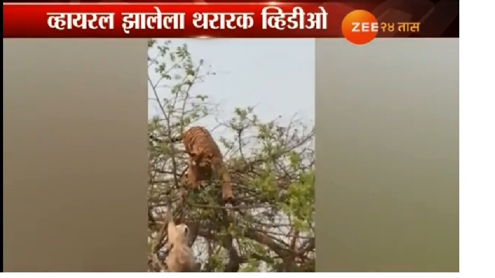 Monkey fight with tiger - video viral