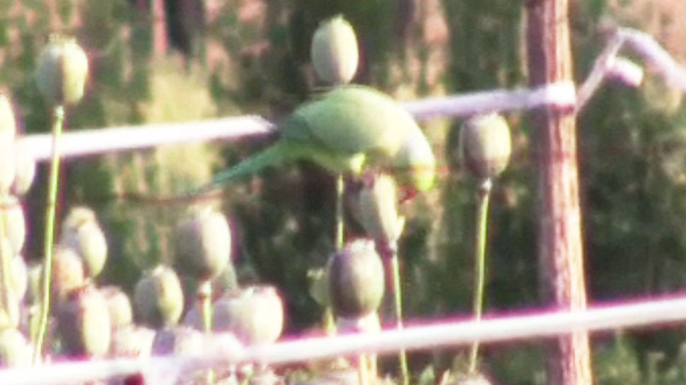 माणसांनाच नाही तर 'या' पोपटांना देखील लागली अफूची लत | Parrots have ...