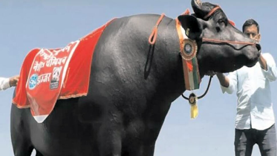 या रेड्यांची किंमत ऐकून व्हाल हैराण, मर्सिडीज, फरारीपेक्षाही जास्त ...