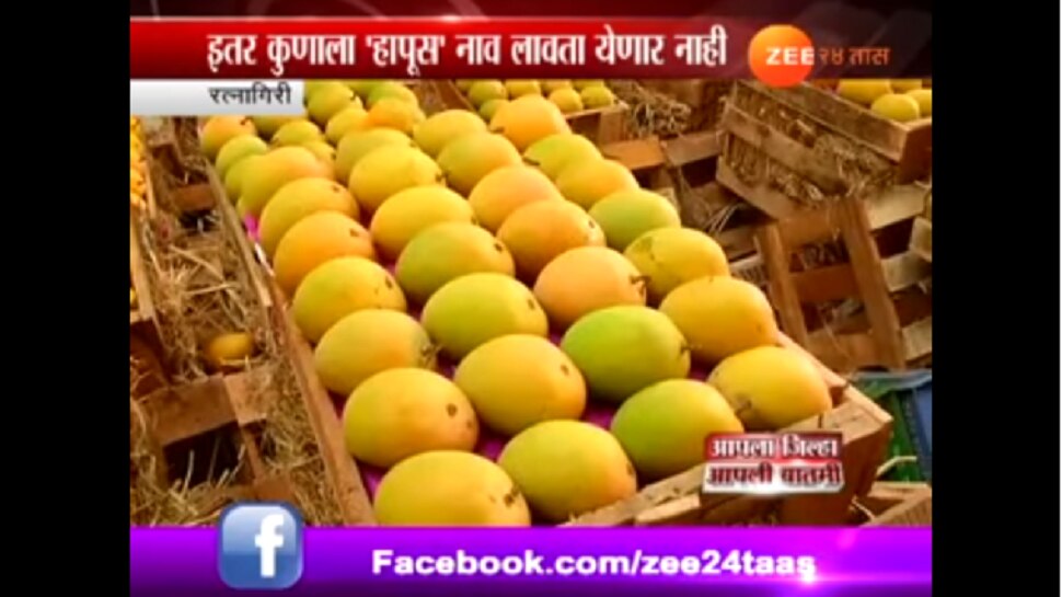 सिंधुदूर्ग | कसा ओळखायचा 'देवगड हापूस आंबा' ? | Sindhudurga How To ...