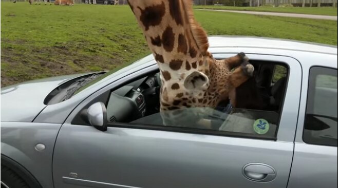 A giraffe stuck its head inside a car | जिराफची मान जेव्हा कारच्या ...