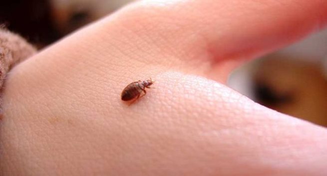 ढेकूण चावल्यानंतर तात्काळ करा 'हे' उपाय | bedbug bites - What you ...