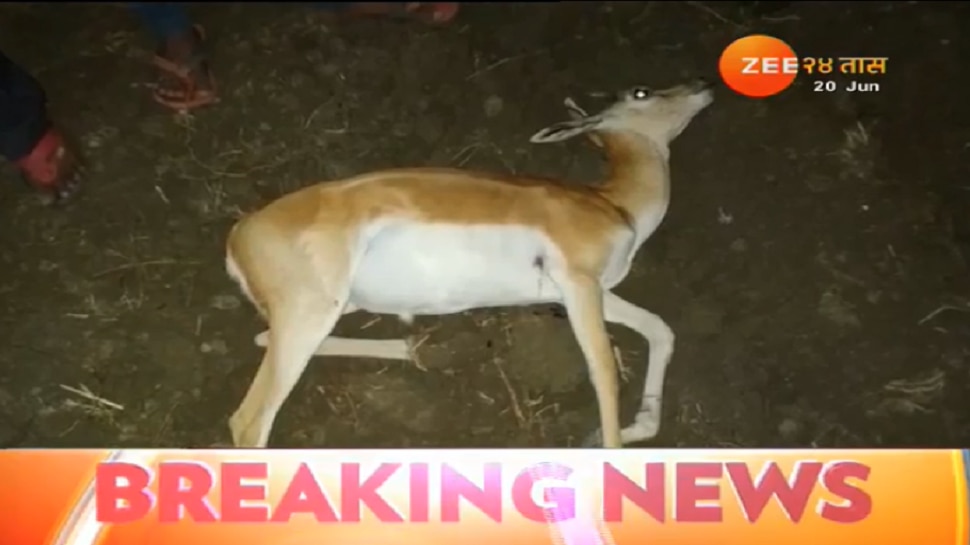 नागपूरमध्ये काळवीटाची शिकार | Nagpur Hunting Of Blackbuck Animal