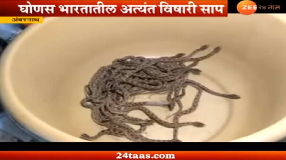 घोणंस सापाच्या मादीचा ३८ पिल्लांना जन्म | Ambarnath Female Ghonas Snake ...