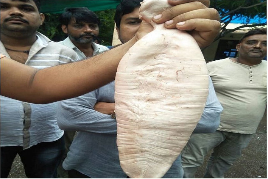 या '7' आरोग्यदायी फायद्यांसाठी चाखायलाच हवा घोळ मासा । reason why you ...