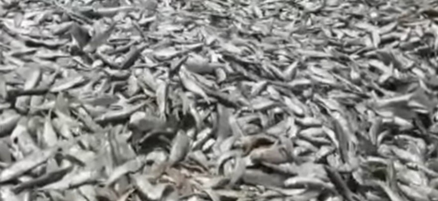 Fisherman in Malvan got 2 ton fish at one time | मालवणमध्ये ...