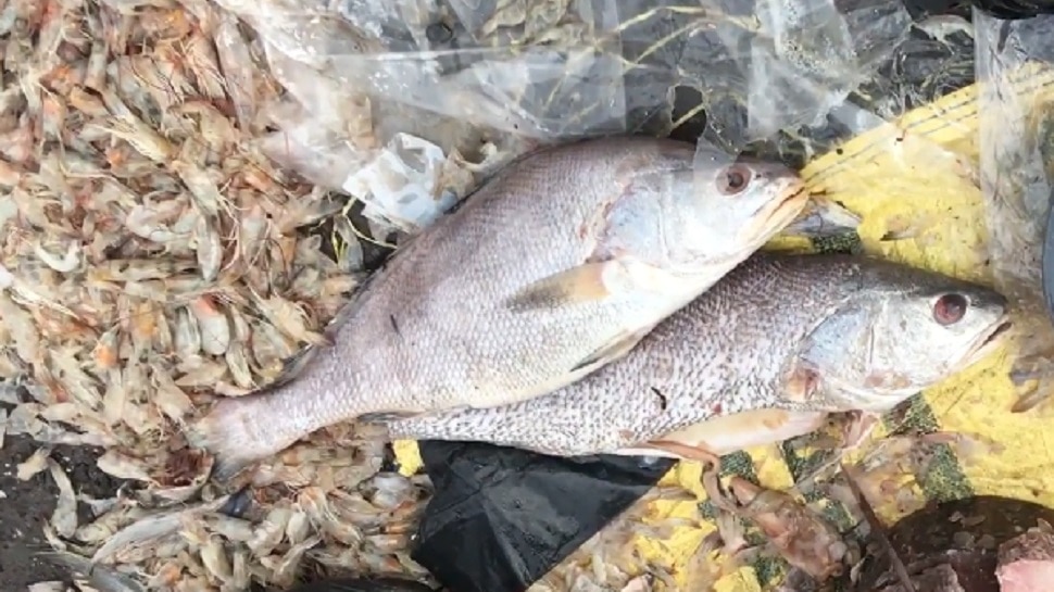 health-benefits-of-eating-ghol-masa-or-jewfish