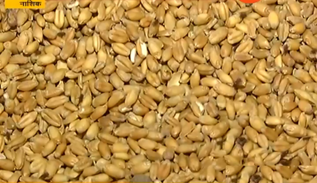 सडलेला गहू महाराष्ट्रात गोरगरीबांच्या गळ्यात, नागरिकांकडून संताप व्यक्त