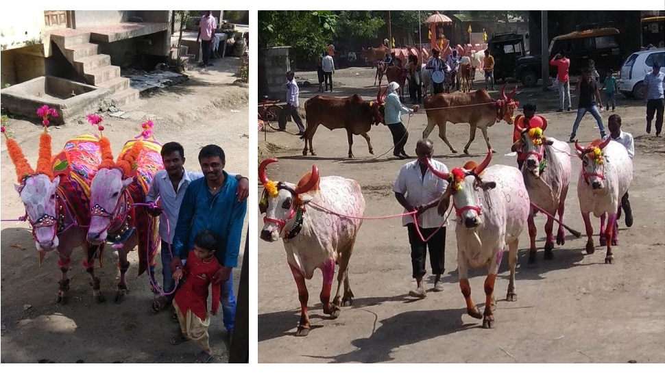 farmers celebrated bail pola festival | बैलपोळा : का करतात शेतकरी ...