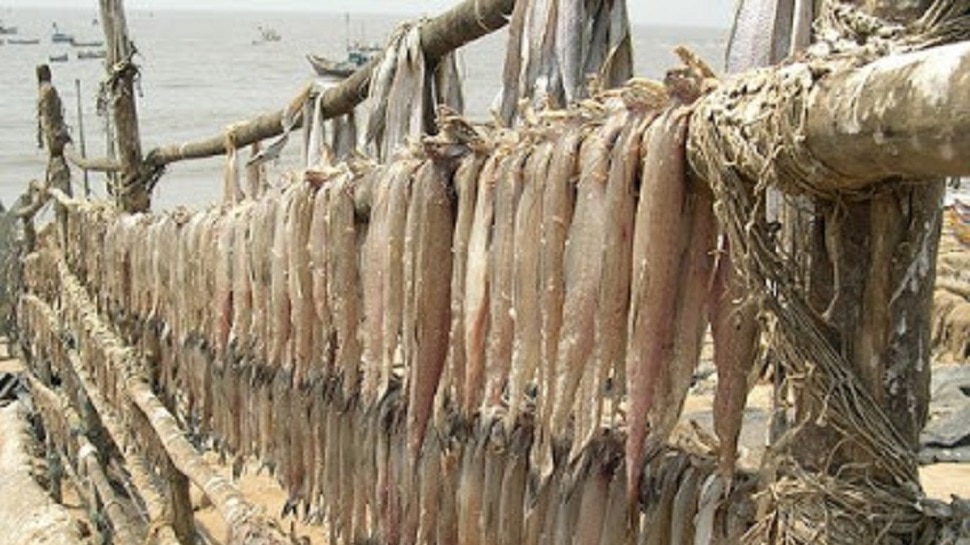 bombay duck bombil fish fish cutting