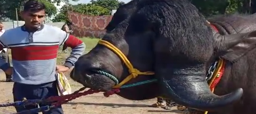 Male buffalo Bahubali attraction of Akola agricultural event ...