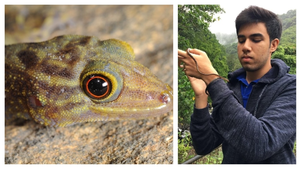 New gecko species discovered in Western Ghats after 6-year study by ...