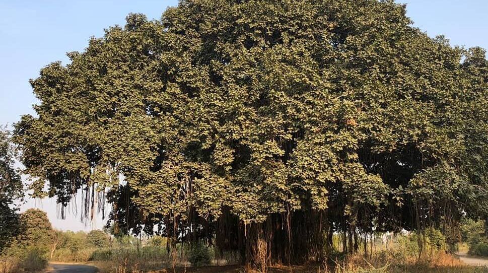 ४०० वर्षांपूर्वीचा वटवृक्ष वाचवण्यात यश, आदित्य ठाकरेंकडून गडकरींचे ...