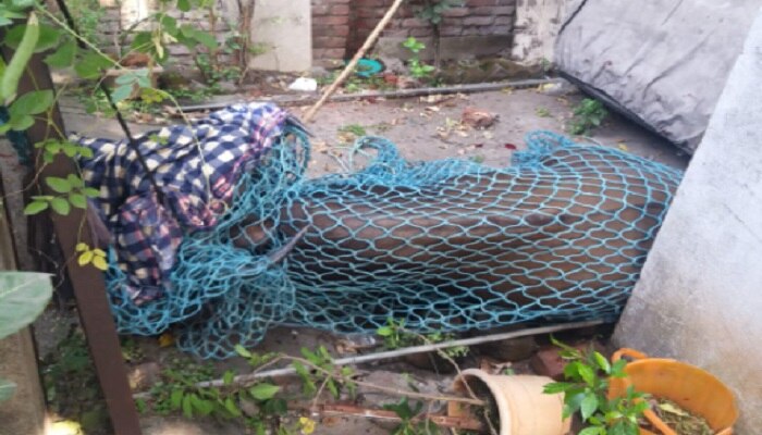 माणसांच्या दुनियेत अखेर 'तो' हरलाच, रानगव्याच्या मृत्यूला जबाबदार कोण ...