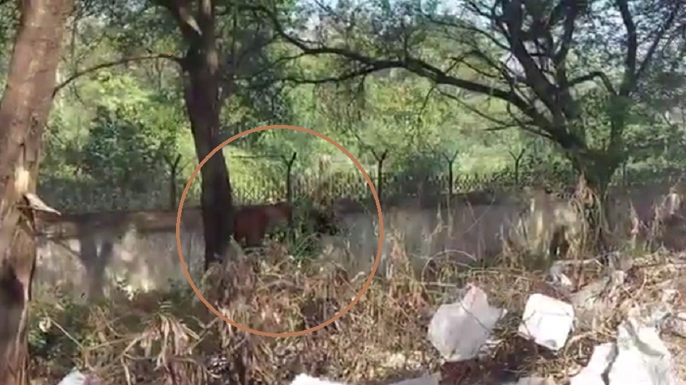 पुणे येथे पुन्हा एकदा रानगवा वस्तीत दाखल । wild animal gava Again ...