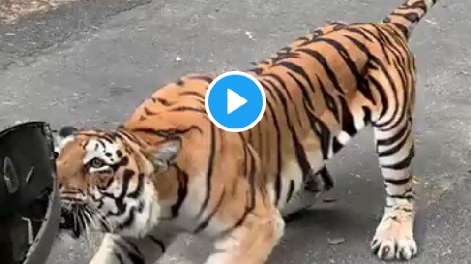 Power of Tiger Jaw, you can see power in this video