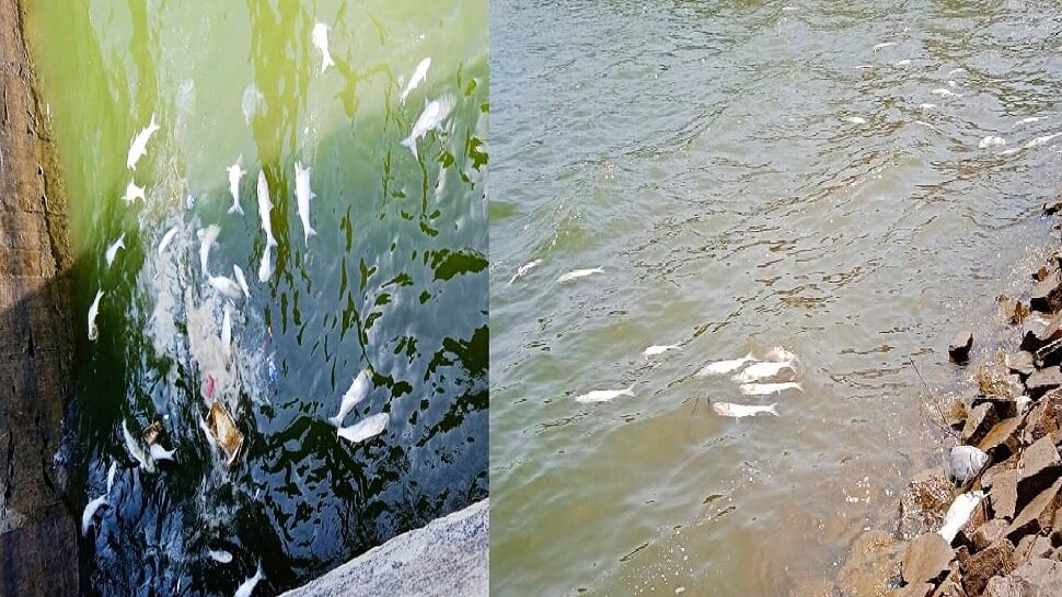 The fish died in Pusali dam in Amravati