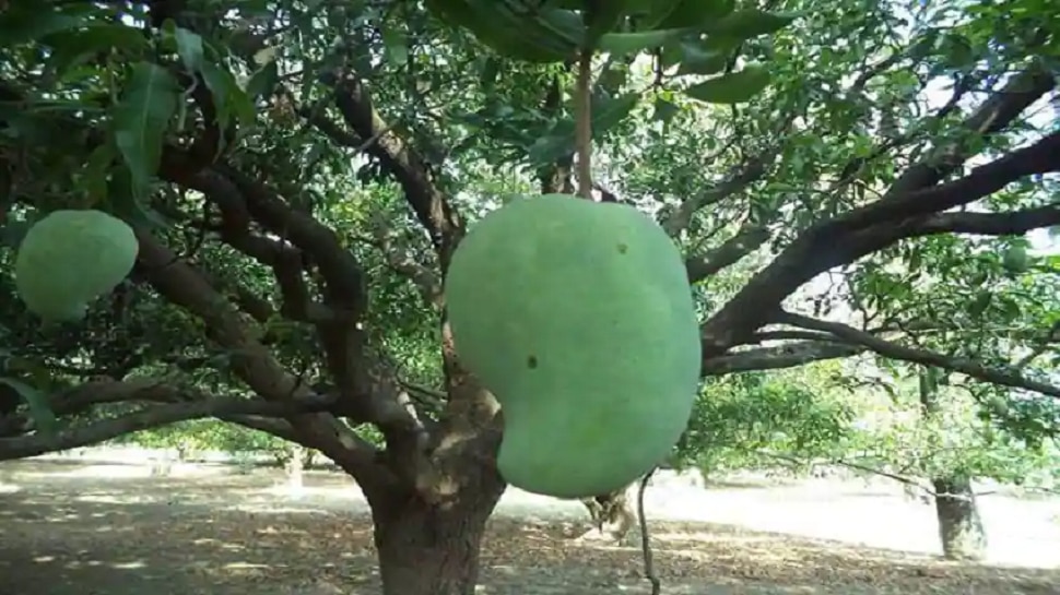 noor-jahan-mango-price-up-to-rs-1000-for-one-katthiwada-region-of ...