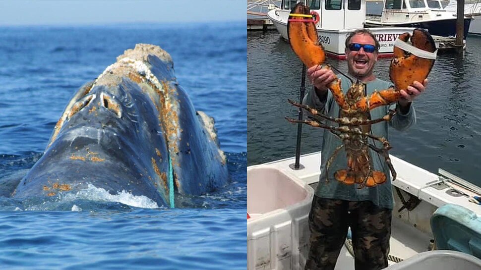 a man came out from whale's mouth, the man is diver who survive 30 ...