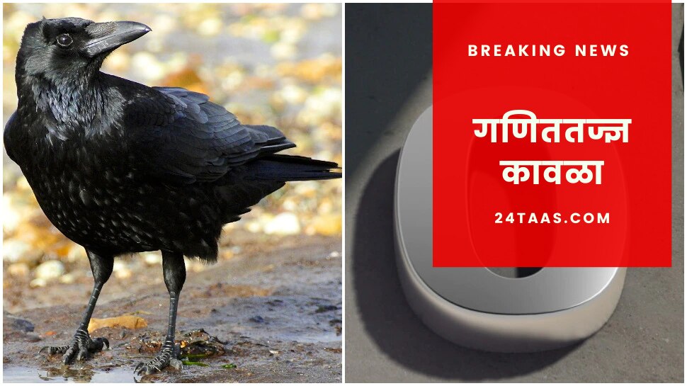 cleverness of the crow, meaning of zero, Intelligent crow, nagpur crow