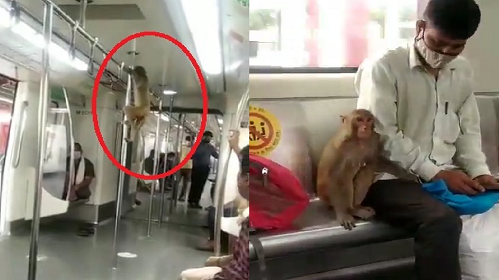 viral video, monkey is doing circus in delhi metro train, see the viral ...