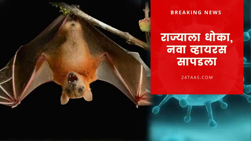 Nipah virus found in two bat species in Maharashtra