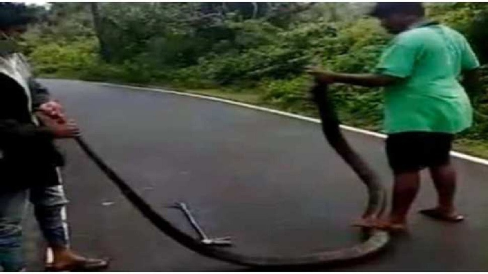 King cobra Snake video viral on social media