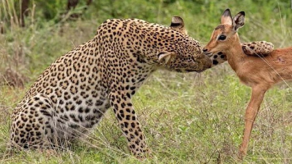 viral photos, deer and leopard friendship photo