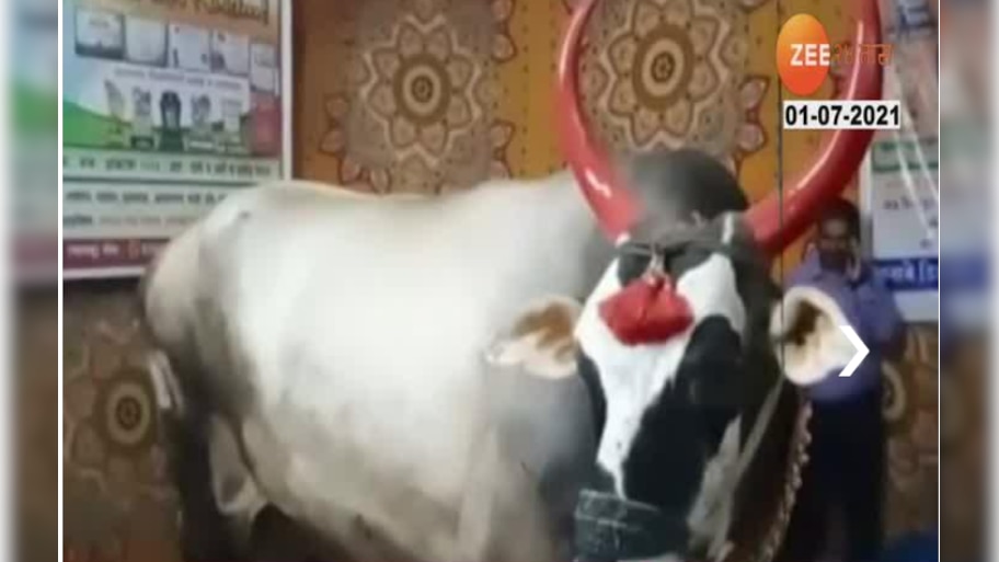 gaja bull died heart attack sangali