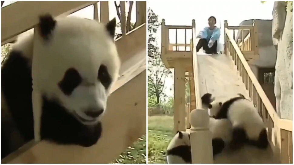 cute panda-video-of-enjoying-slides-for-kids-goes-viral-on-weekend