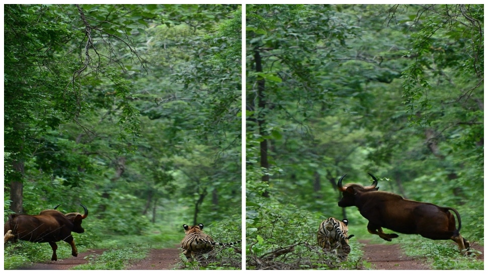 Chota Mogali Tiger and Rangava Fight at Tadoba : See Pics