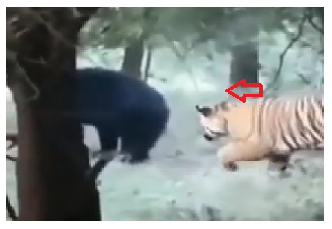 Tiger hunt bear video viral tiger is behave like cat in front of bear