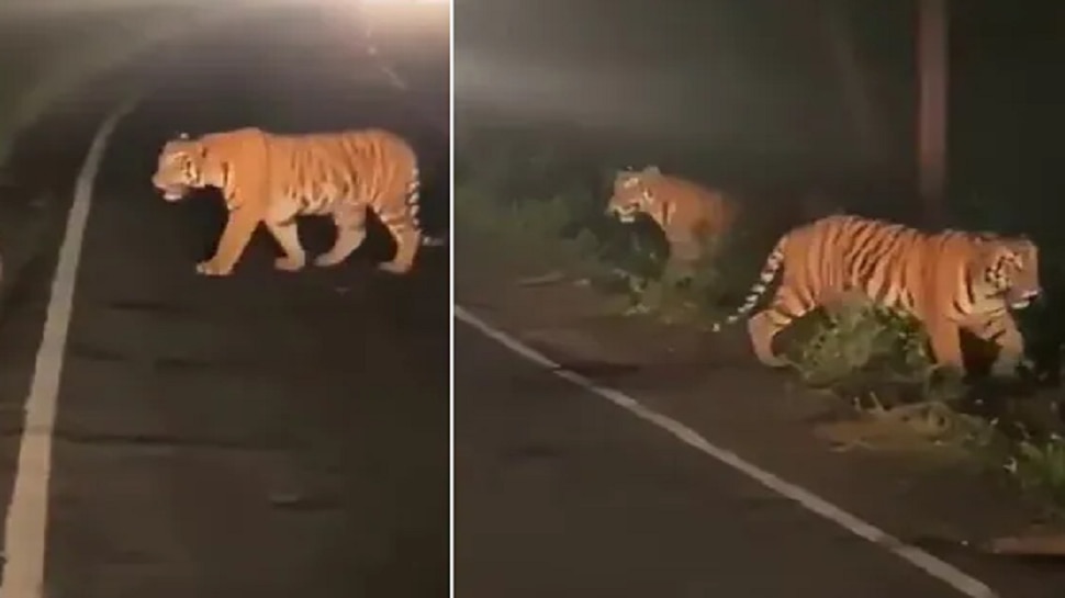 Mahindra and Mahindra anand-mahindra-tweets-viral-tiger-video Mahindra and Mahindra anand-mahindra-tweets-viral-tiger-video