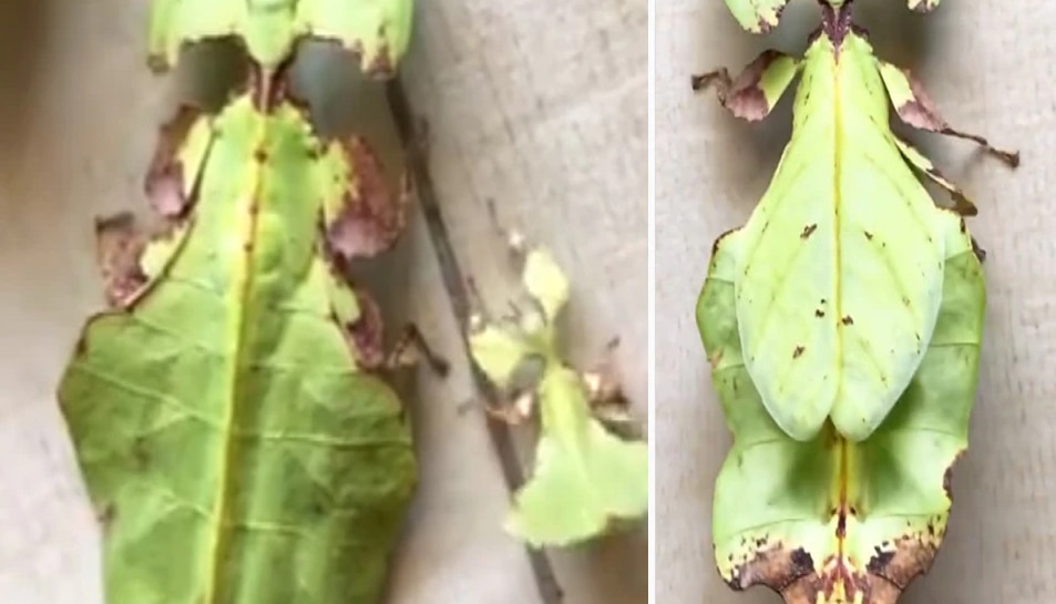 green leaf insect family Phylliidae walking leaf 50 species of flat ...