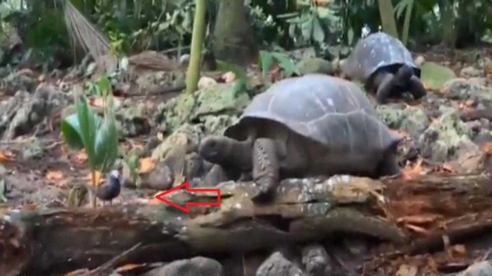 tortoise hunting and eats bird video viral