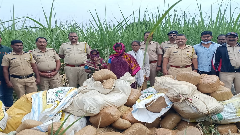 5 tonnes of ganja worth rs 50 lakh seized field in pathardi ahmednagar