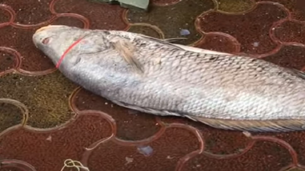 Protonibea diacanthus fish ghol fish found in palghar fisharman ...