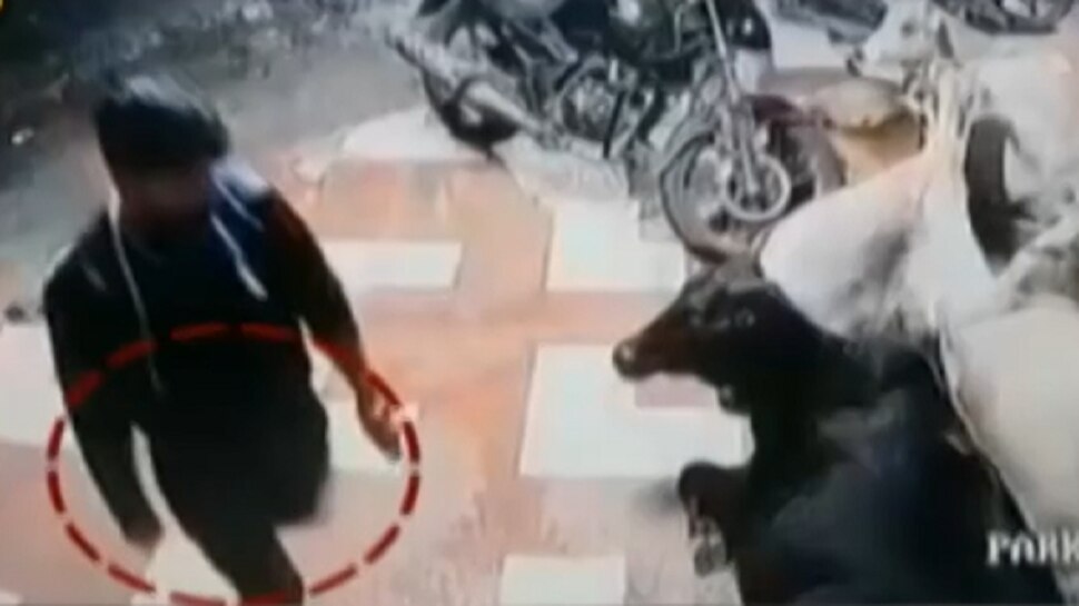 Cow stealing gang captured on CCTV in Lonavla