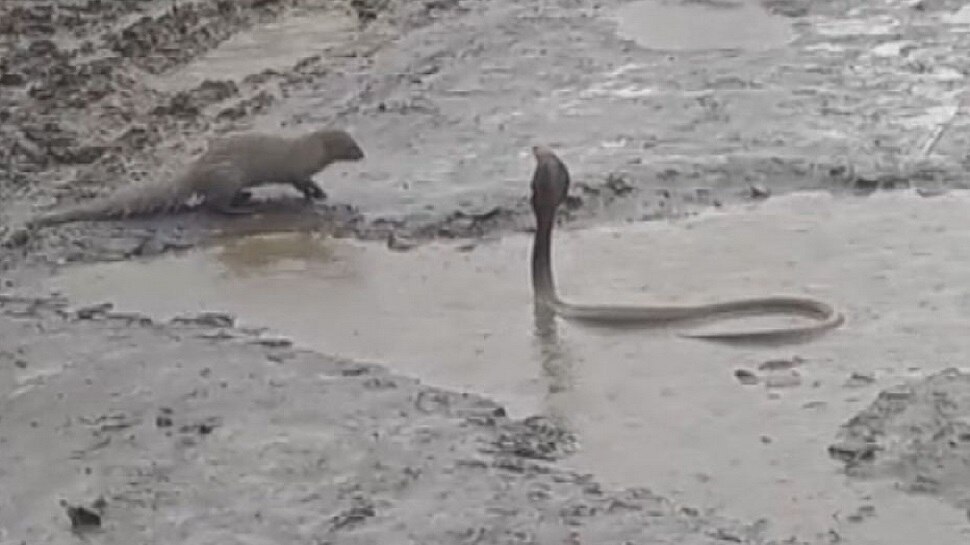 Mongoose and Snake Fight caught on camera at Akola