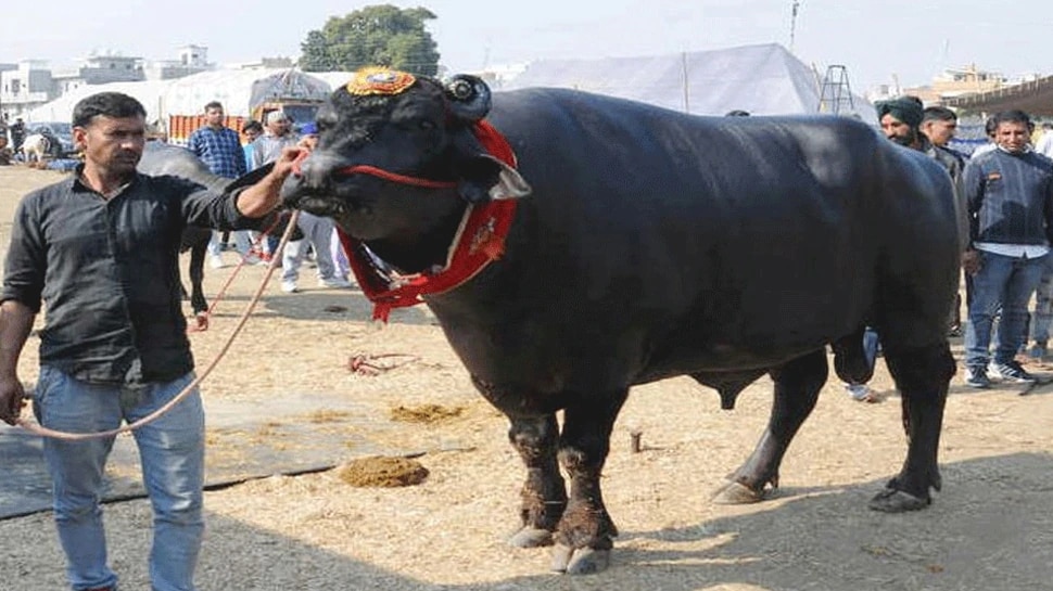 haryana super bull sultan dies of heart attack in kaithal
