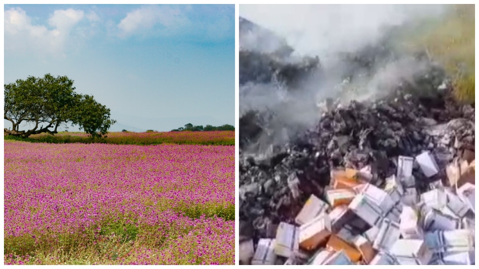 Horrible Bio waste Burnes the beauty of Kass plateau satara