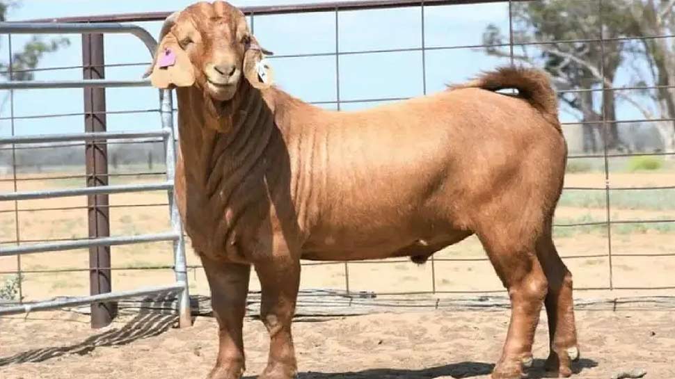 The world's most expensive goat sold in this country